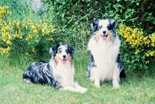 Two Australian Shepherds sitting together in yard by bushes and yellow ...