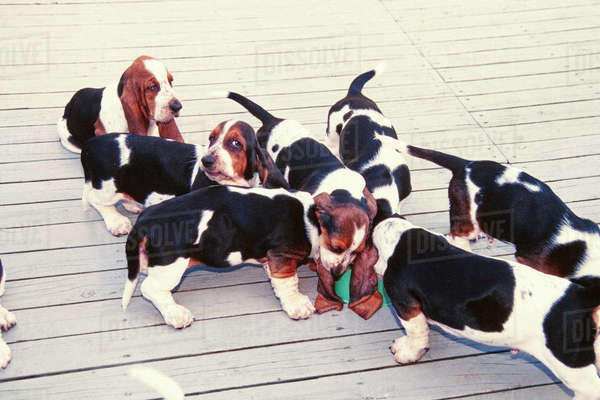 Group of Basset Hound puppies gathered around food bowls - Royalty-free ...
