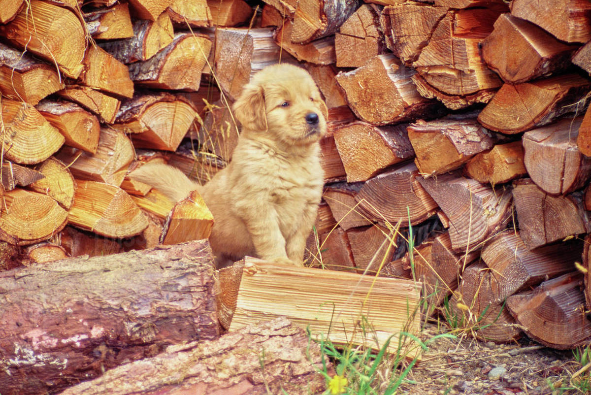 Golden retriever puppy sitting in front of wood stack outside - Royalty ...