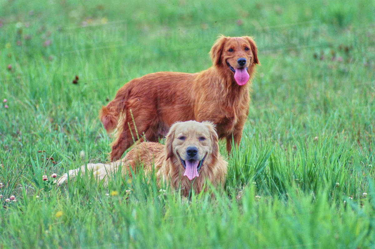 Two golden retrievers outside in field with long grass - Stock Photo ...