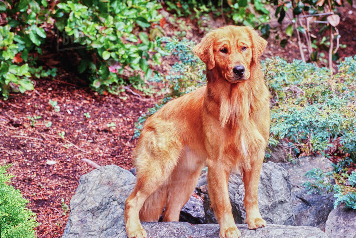 Majestic Golden Retriever standing outside on rocks in forest - Royalty ...
