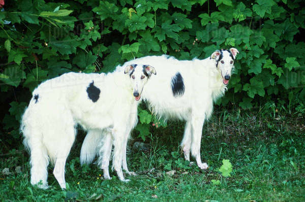 Borzois together in front of bush - Stock Photo - Dissolve