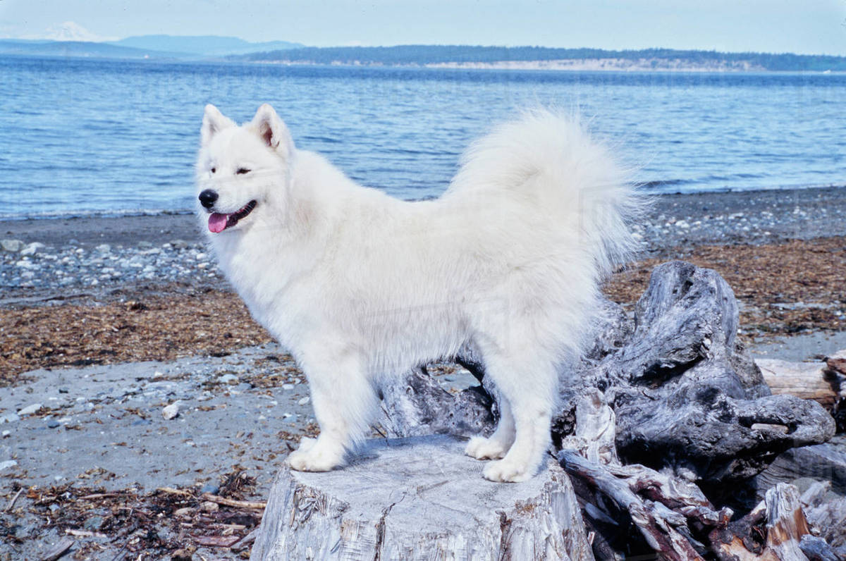 Samoyed on stump with the water in distance - Stock Photo - Dissolve