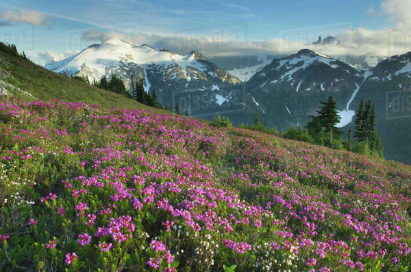 Ruth Mountain seen from wildflower meadows of Hennegan Peak, Mount ...