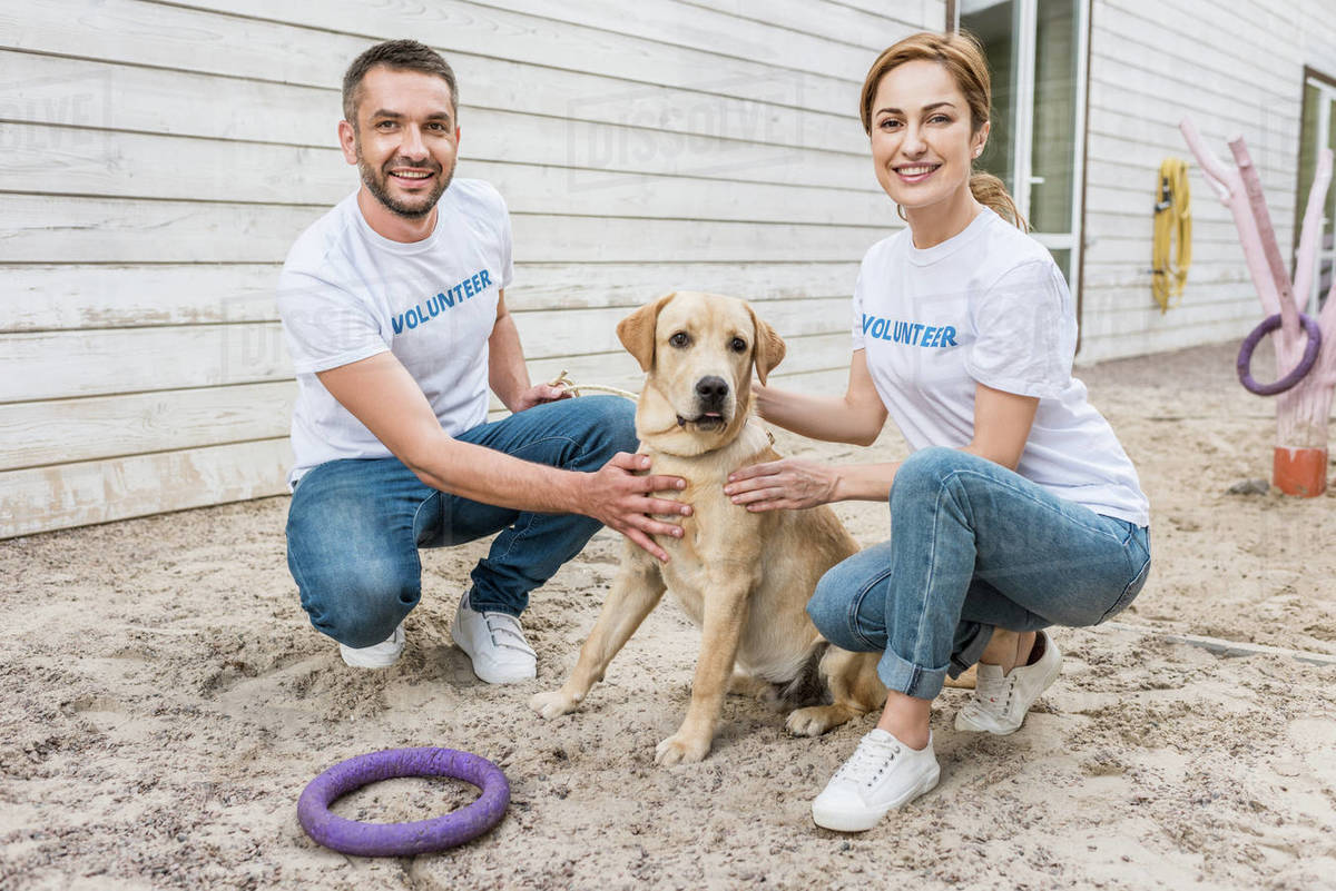 smiling volunteers of animals shelter squatting and palming labrador ...