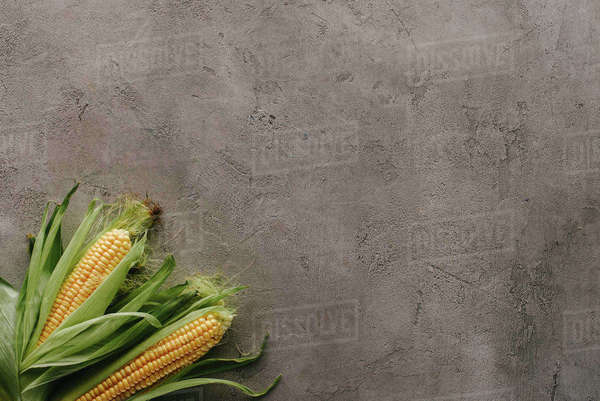 Top view of raw corn cobs on grey concrete surface - Stock Photo - Dissolve