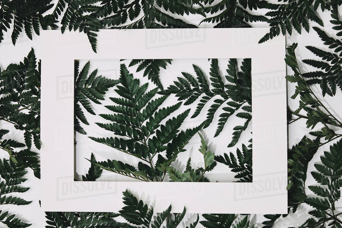 Top view of green fern leaves with frame on white - Royalty-free Stock ...