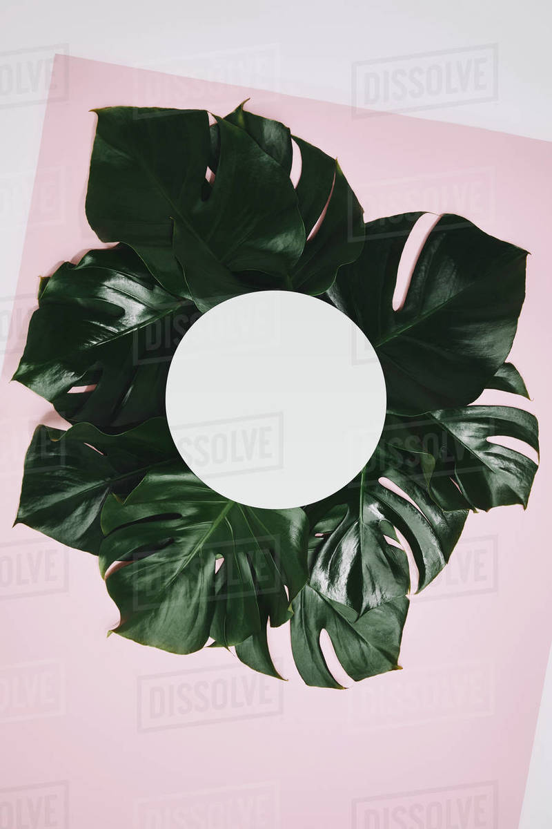 Top view of monstera leaves with round frame on pink surface - Royalty ...
