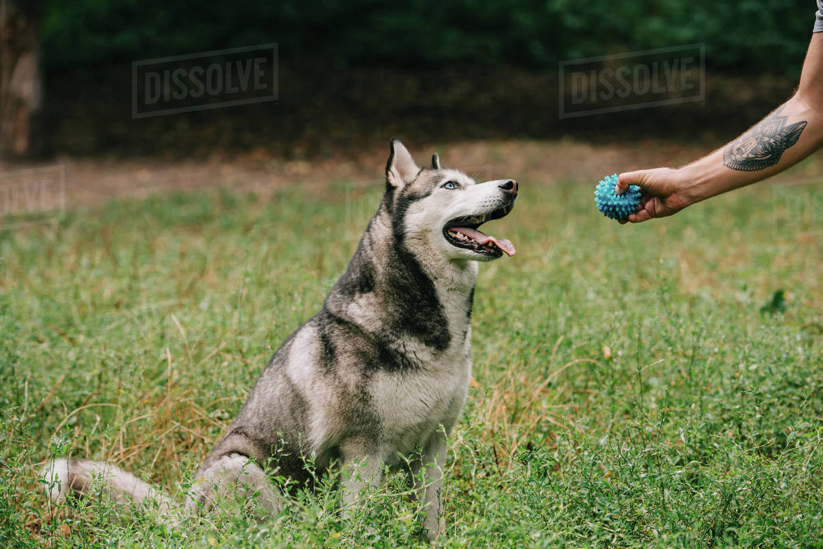Cropped view of man playing ball with siberian husky dog - Royalty-free ...