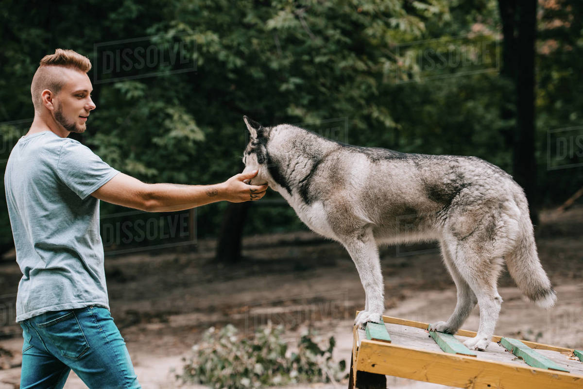 Dog trainer working with siberian husky on dog walk obstacle - Stock ...