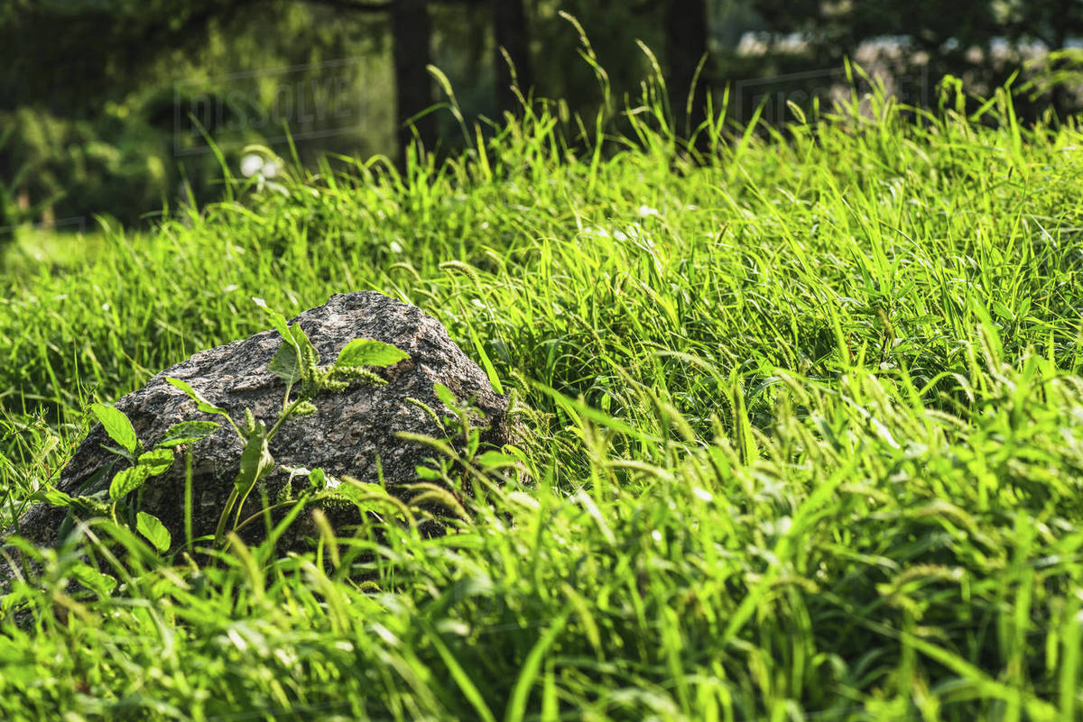 Close-up shot of rock lying in green grass under sunlight - Royalty ...