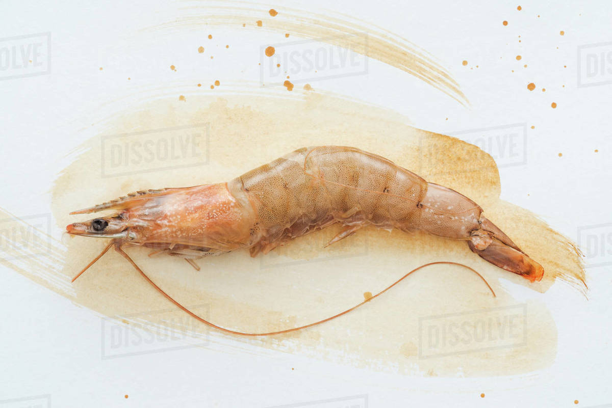 Top view of single raw shrimp on white surface with watercolor strokes ...