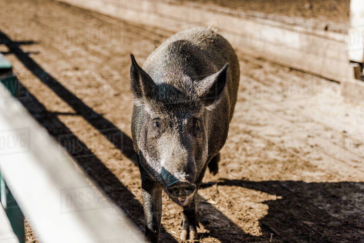 Adorable grey pig walking in corral at farm - Royalty-free Stock Photo ...