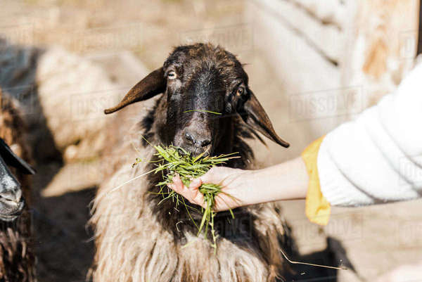Cropped image of female farmer feeding sheep by grass at farm - Royalty ...