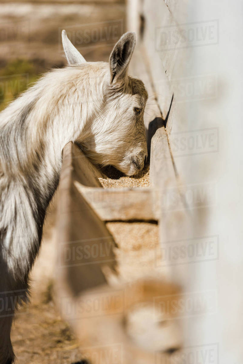 Selective focus of beautiful goat eating at farm - Stock Photo - Dissolve