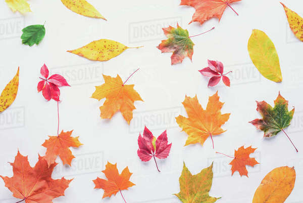 Top view of scattered autumnal leaves isolated on white - Royalty-free ...