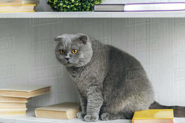 Adorable Scottish fold cat sitting on bookshelf - Royalty-free Stock ...