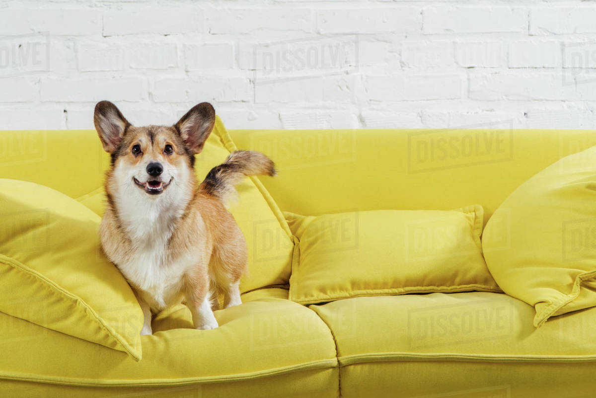 Cute Pembroke welsh corgi on sofa with white background - Stock Photo ...