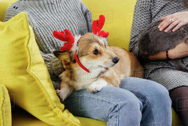 Cropped view of women on sofa holding cute Pembroke welsh corgi in deer ...