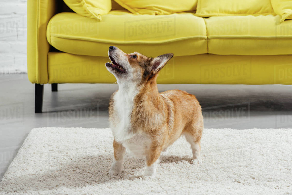 Adorable Pembroke welsh corgi dog standing on rug - Royalty-free Stock ...