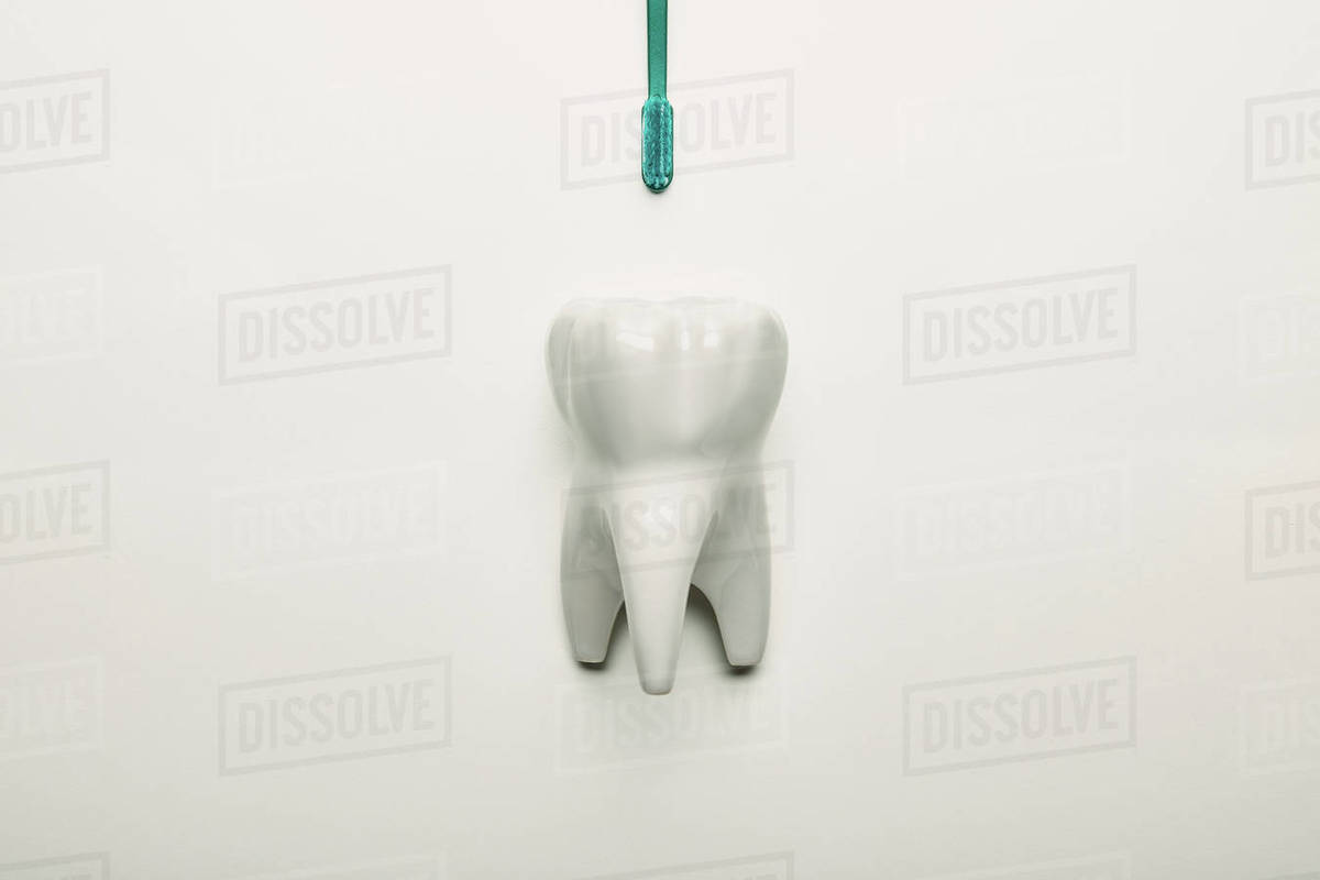 Top view of tooth model and toothbrush on white backdrop - Royalty-free ...