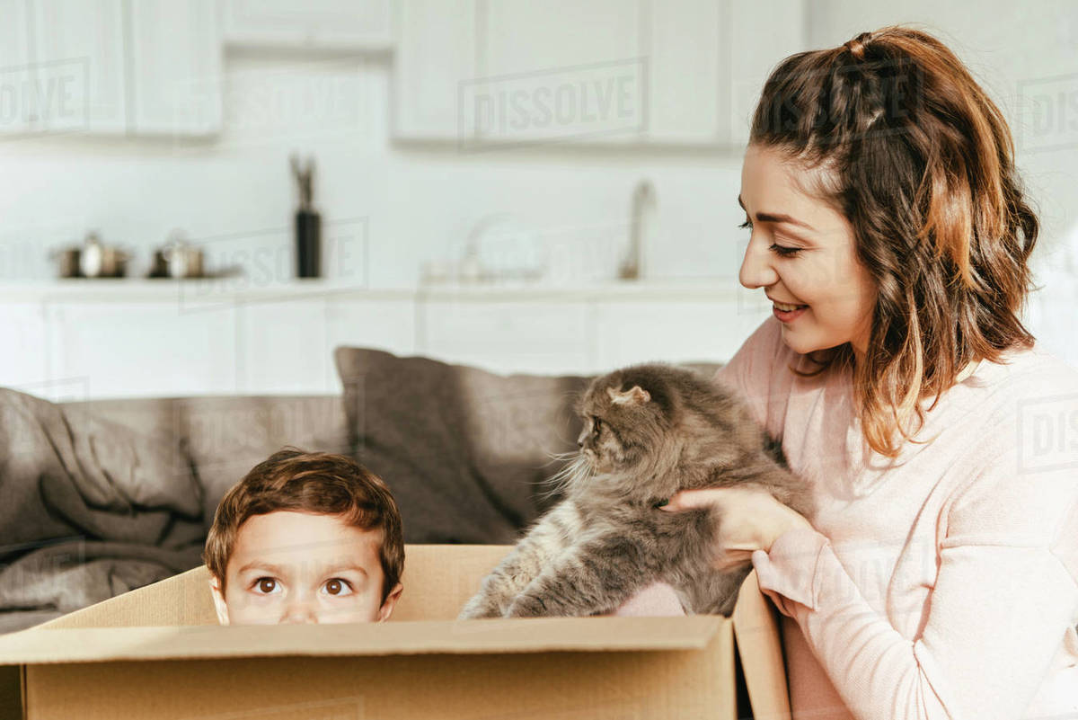 Happy woman putting british longhair cat into cardboard box with her ...