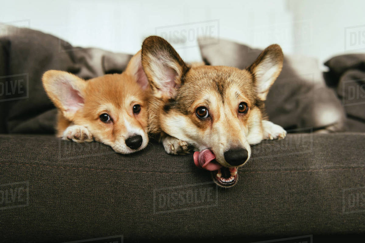 Adorable welsh corgi dogs laying on sofa at home - Royalty-free Stock ...