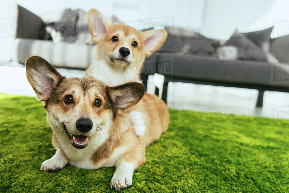 Close up view of two cute welsh corgi dogs laying on green lawn at home ...