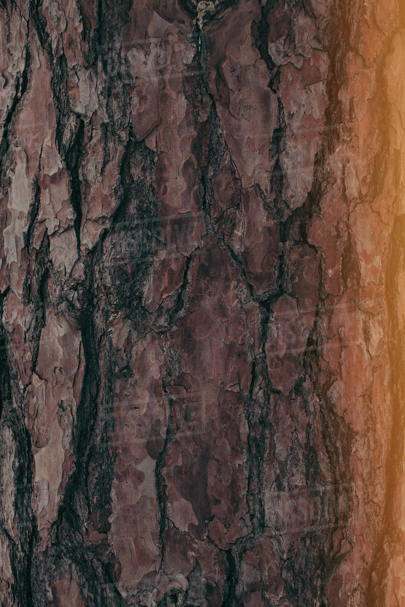 Full frame of dark tree bark texture with side lighting as background ...