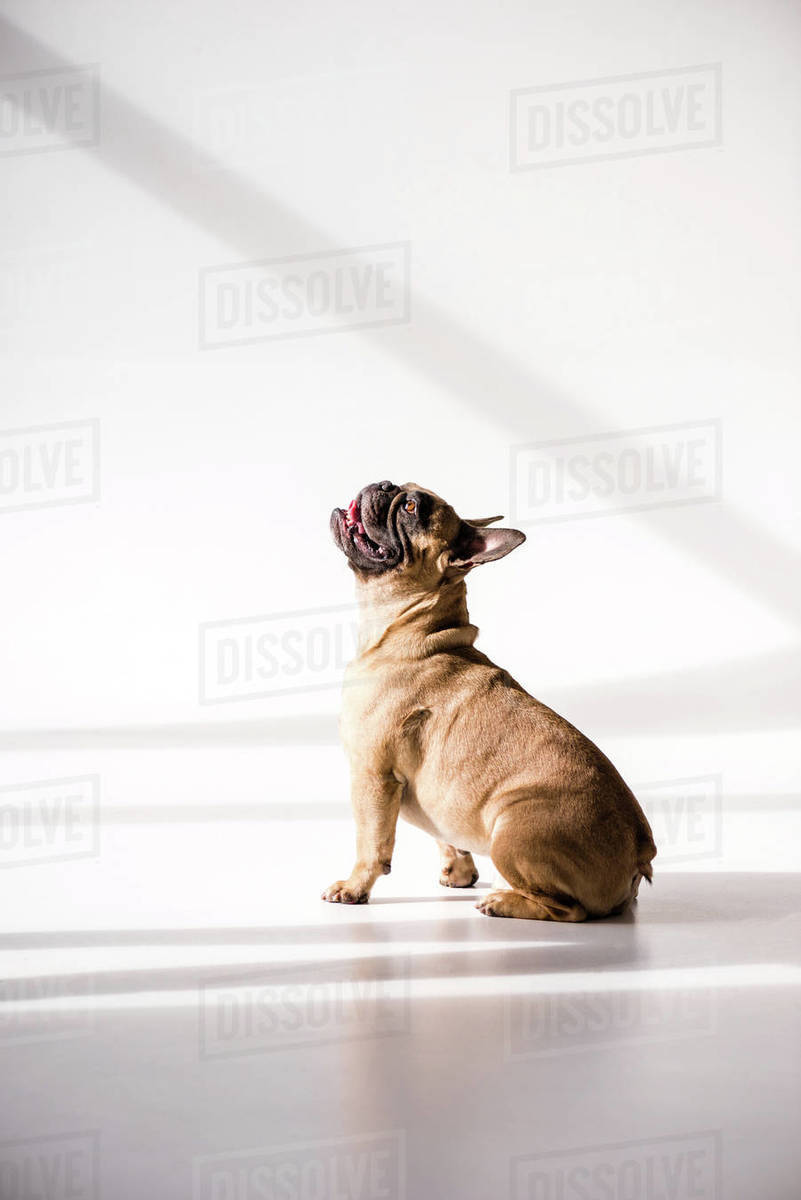 Side view of adorable purebred French bulldog sitting and looking up on ...