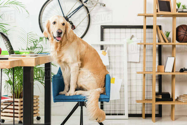 Funny dog sitting on blue chair at home and looking away - Royalty-free ...