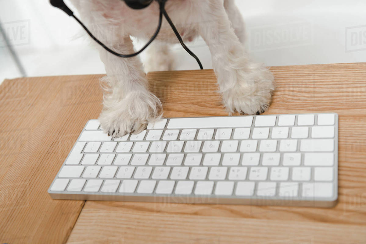 Cropped shot of dog in headset working with keyboard in office ...