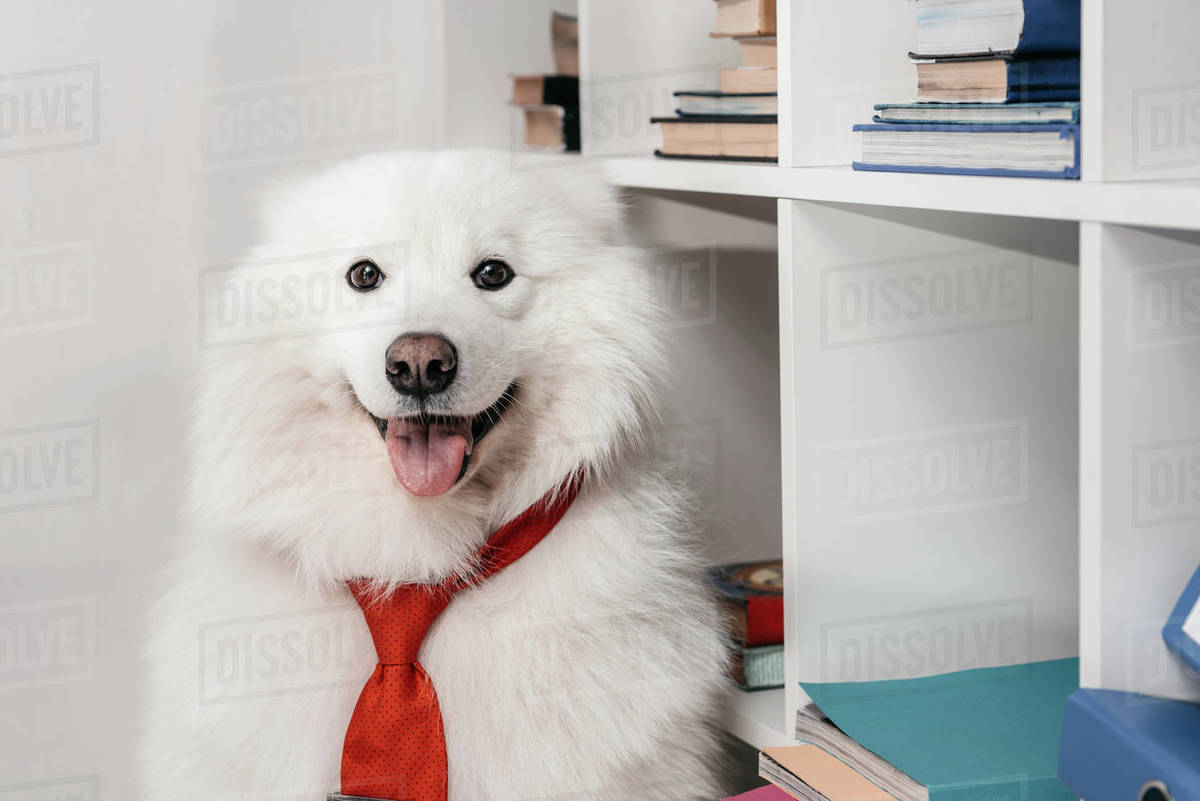 Cute furry samoyed dog in necktie looking at camera while sitting near ...