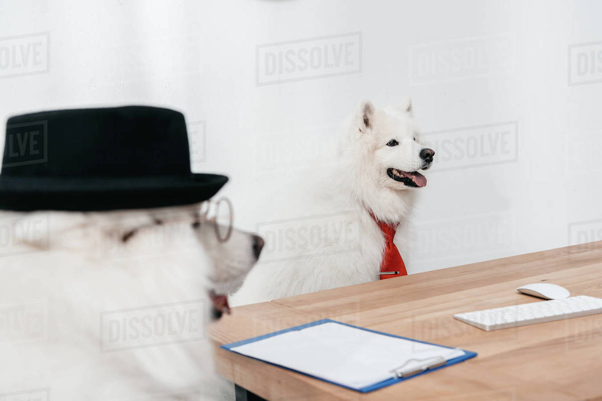 Two business dogs having conversation at workplace - Royalty-free Stock ...