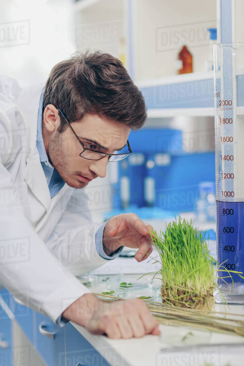 Male biologist in white coat working with grass in laboratory - Royalty ...