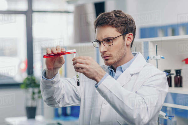 Male chemist pouring reagent into flask with plant in biological ...