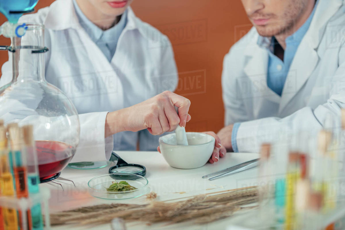 Cropped view of biologists working with plants and petri dishes in ...