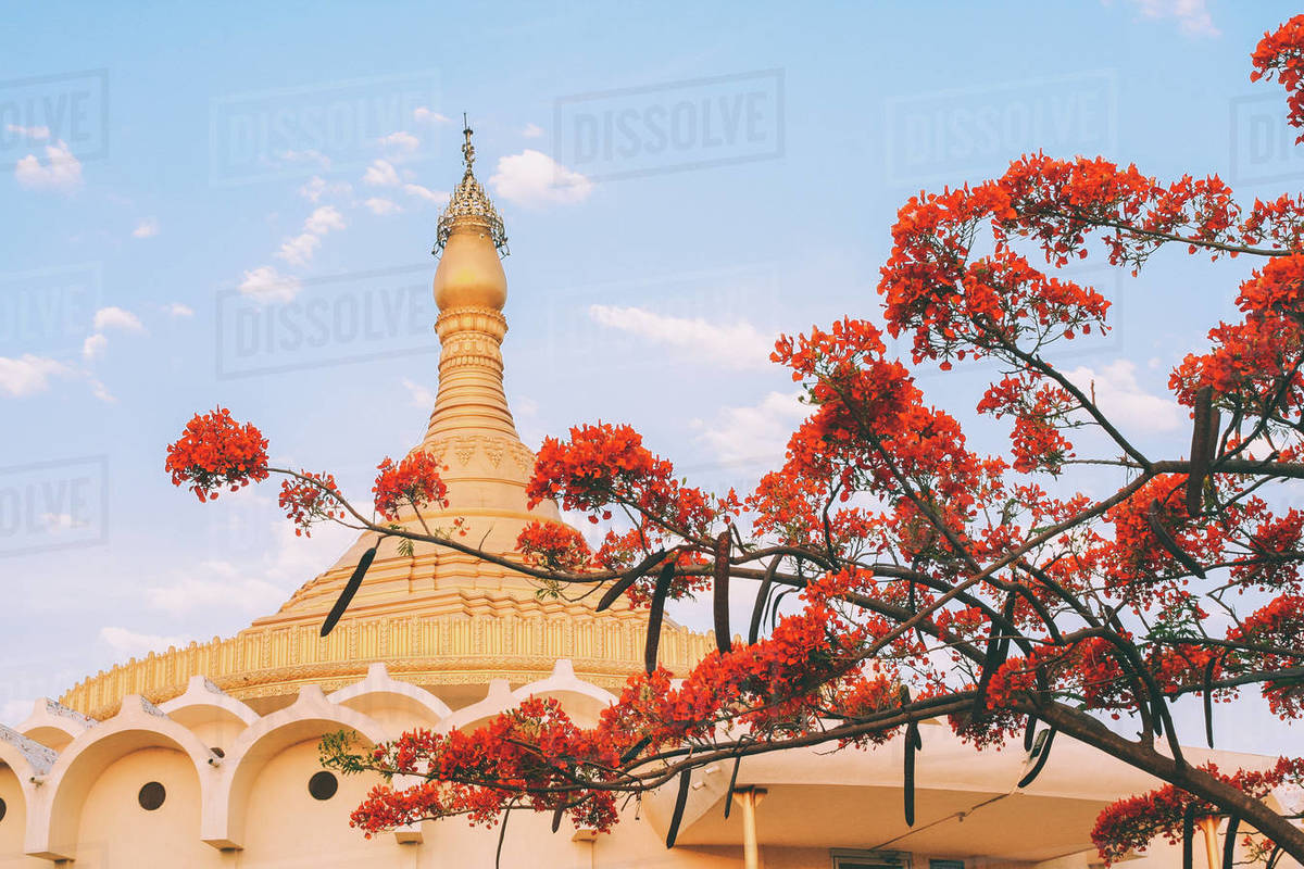 architecture of beautiful ancient indian temple and blooming tree ...