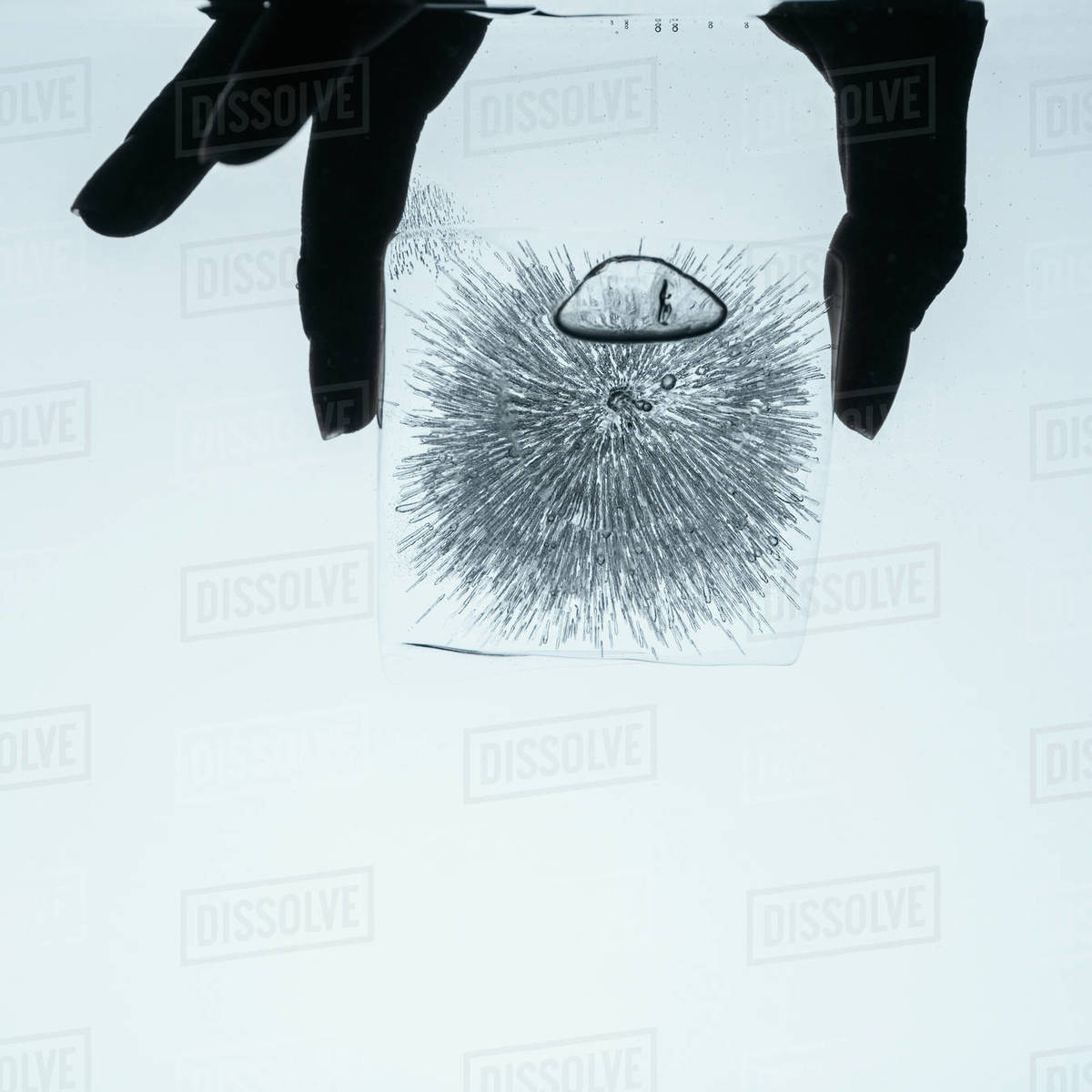 Cropped view of person holding ice cube in water, isolated on white ...