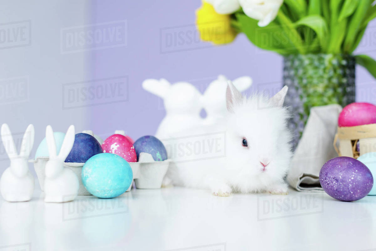 Bunny in nest on table by easter eggs - Royalty-free Stock Photo | Dissolve