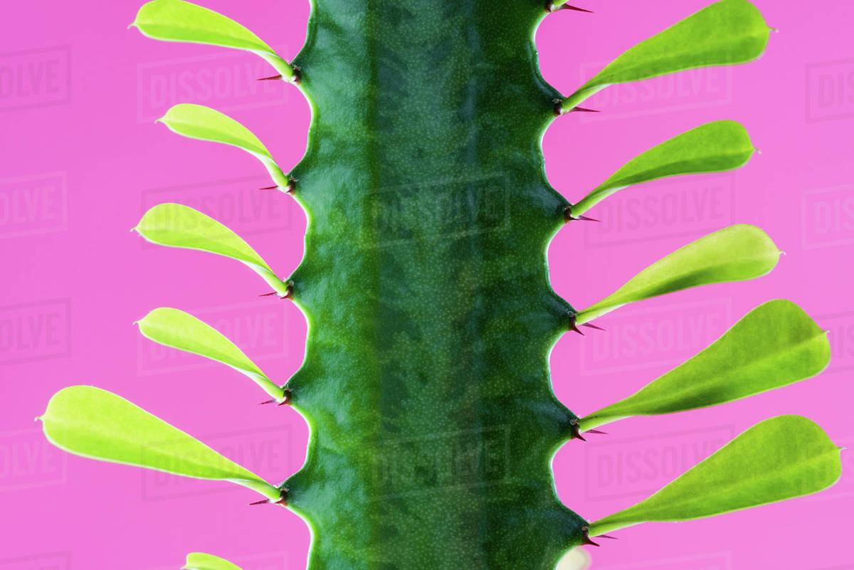 Beautiful green cactus with thorns and leaves isolated on pink ...