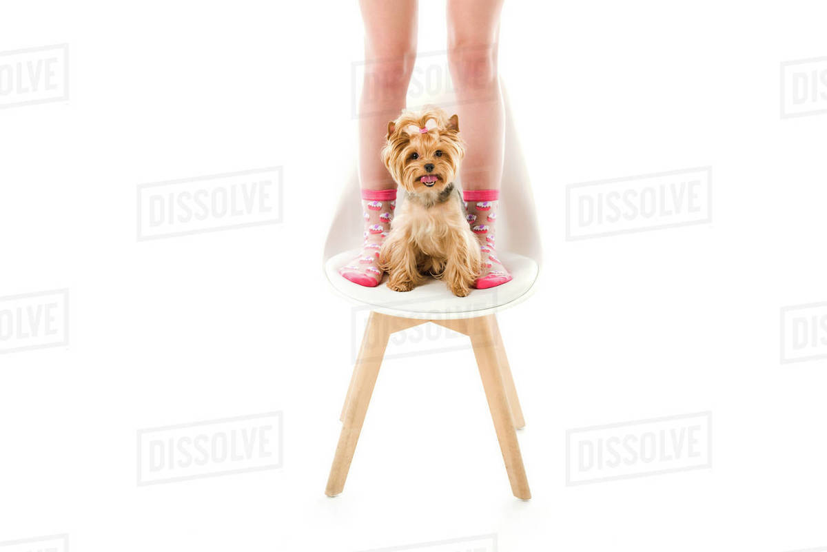 Yorkshire terrier dog sitting on chair by female legs isolated on white ...