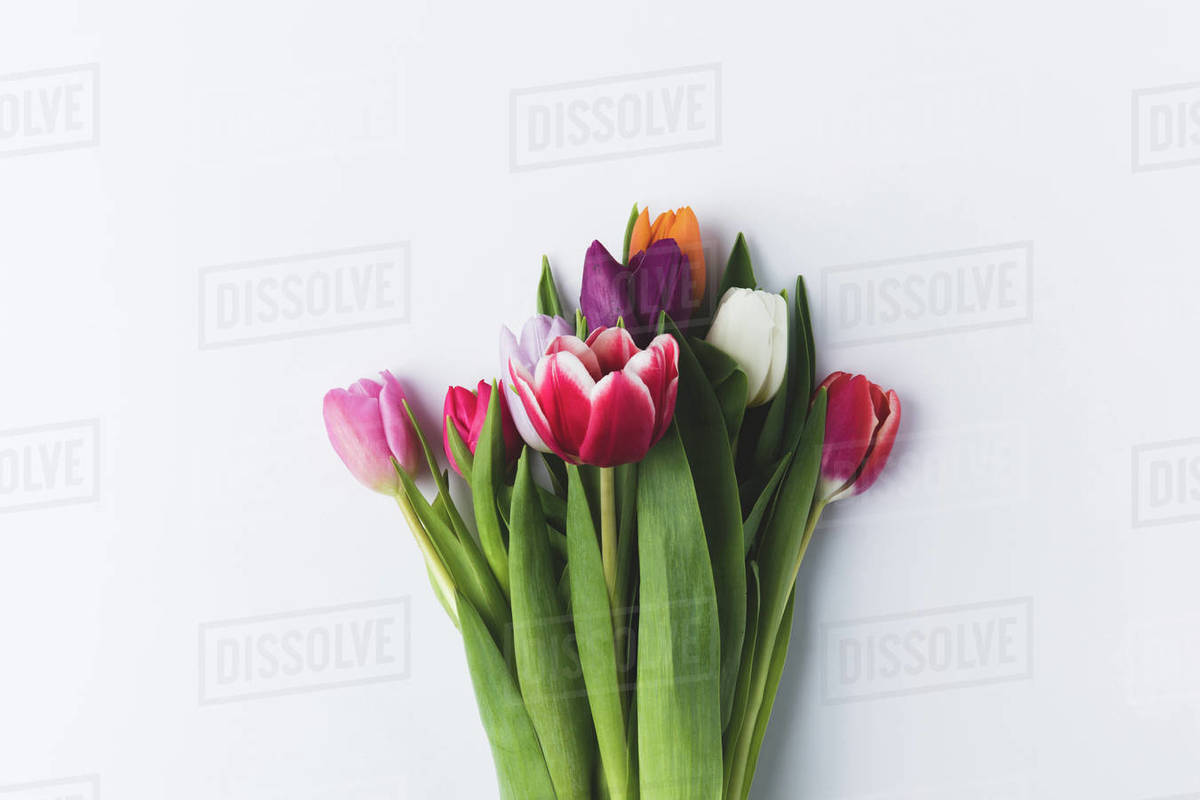 Beautiful colorful tulip flowers isolated on grey - Royalty-free Stock ...