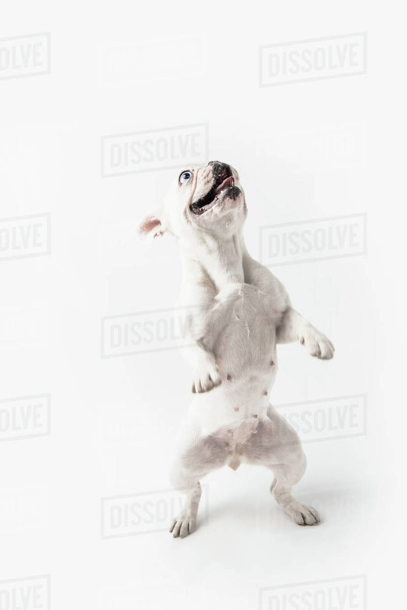 Cute French bulldog standing on paws and looking up isolated on white ...