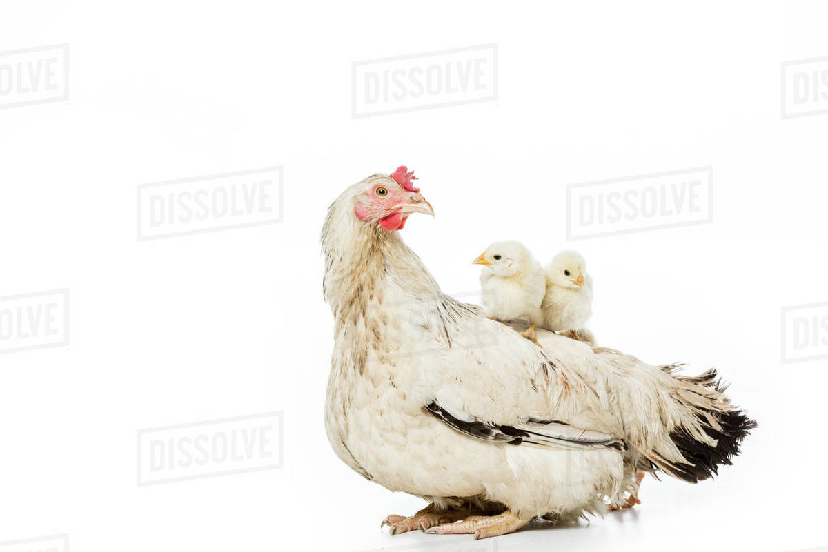 Adorable little chickens sitting on hen isolated on white - Royalty ...