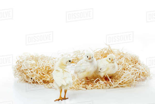 Three adorable little chickens on nest isolated on white - Stock Photo ...