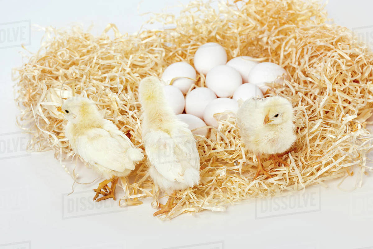 Adorable little chickens on nest with eggs isolated on white - Stock ...