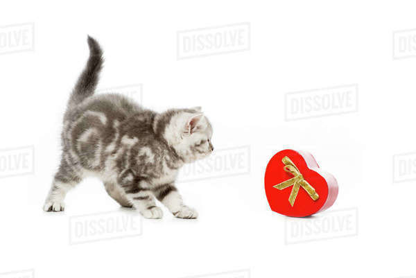 Cute little kitten with heart shaped gift isolated on white - Royalty ...