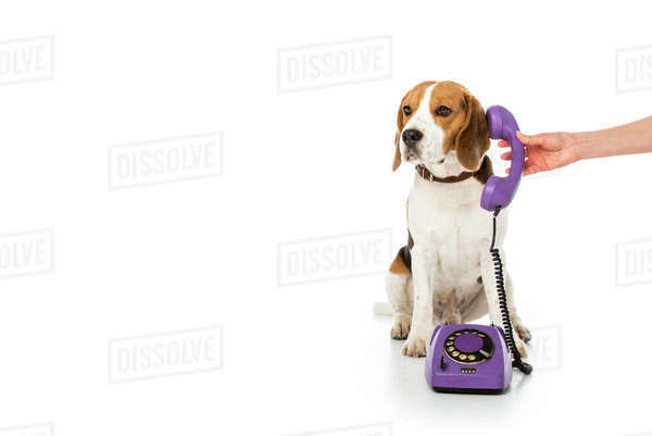 Partial view of woman giving telephone tube to adorable beagle isolated ...
