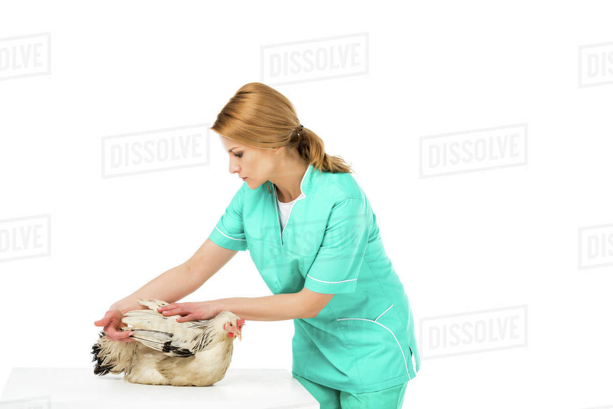 Portrait of veterinarian examining chicken isolated on white - Royalty ...